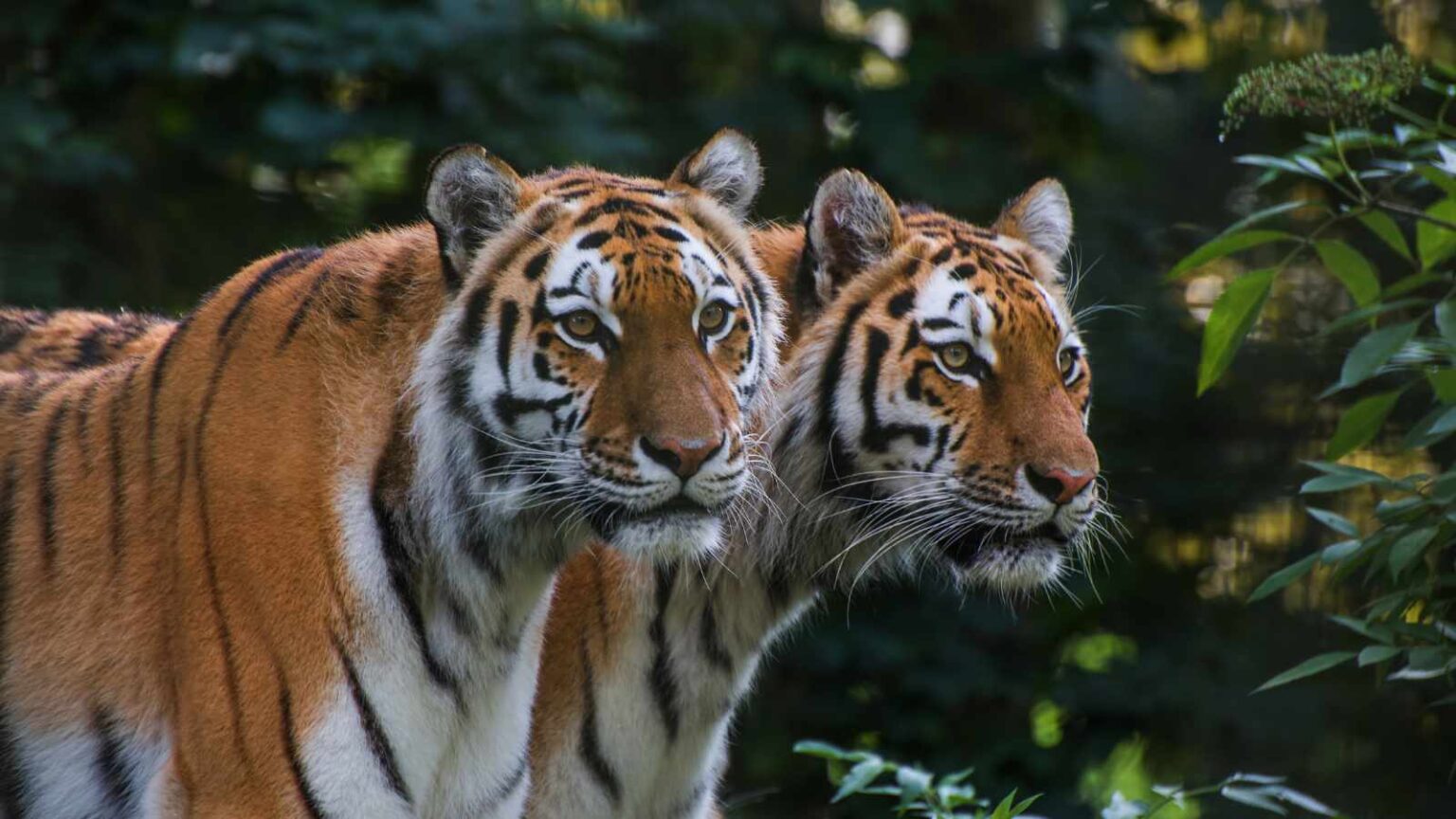 15 Animals You Cannot Legally Own as Pets in the US - Inspired by Insiders